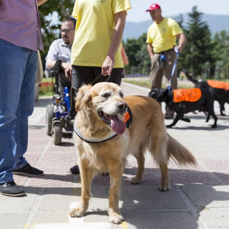 Validation Feedback Being Processed for Small Companion Animal Incident ...