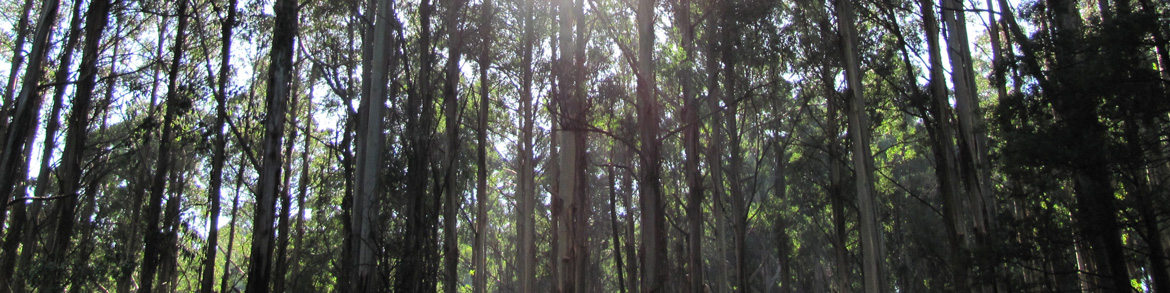 forestry-banner - Skills Impact