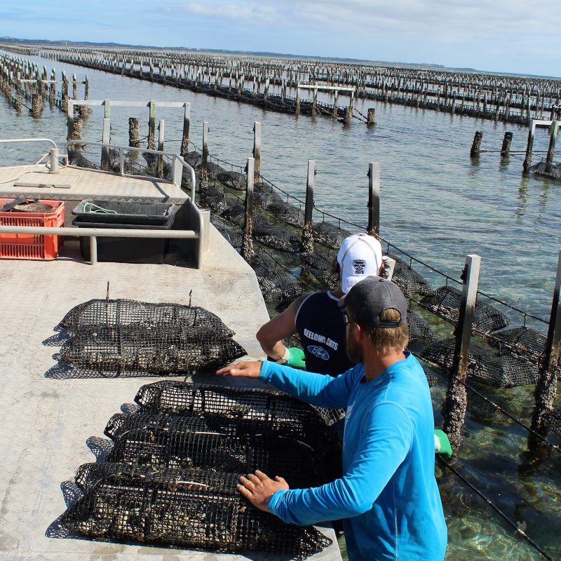 Aquaculture, Fishing Operations & Biosecurity Project - Skills Impact
