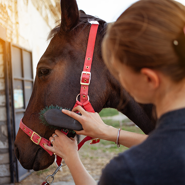 Horse Care Project - Skills Impact