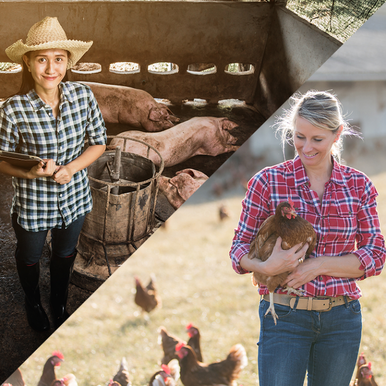 Pig and Poultry Farming Project - Skills Impact